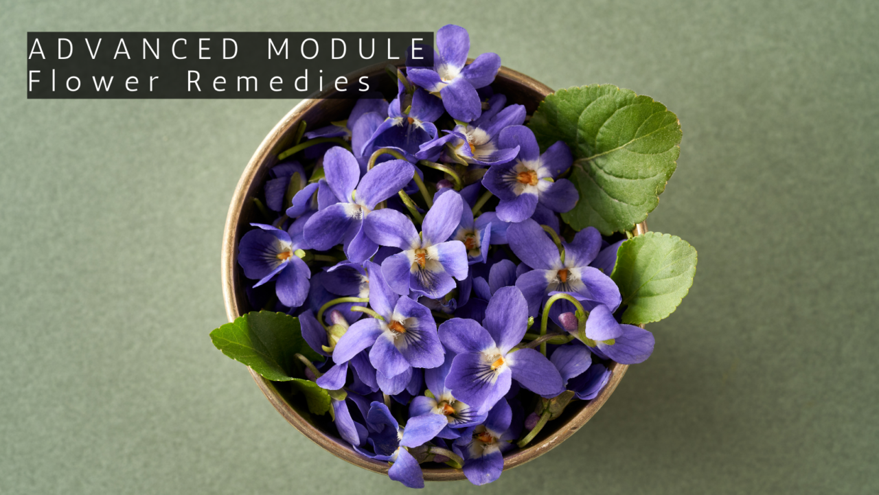 Accredited Herbal Immersion Course | The Crafty Herbalist Academy