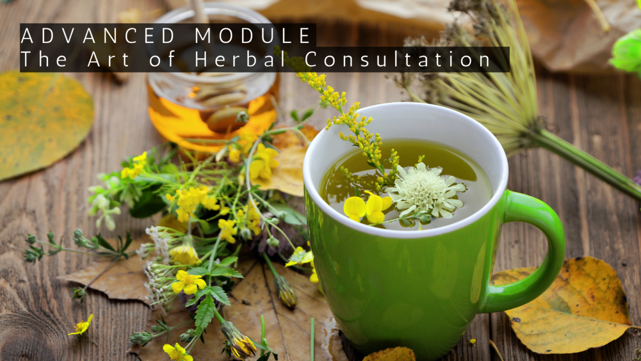 Accredited Herbal Immersion Course | The Crafty Herbalist Academy